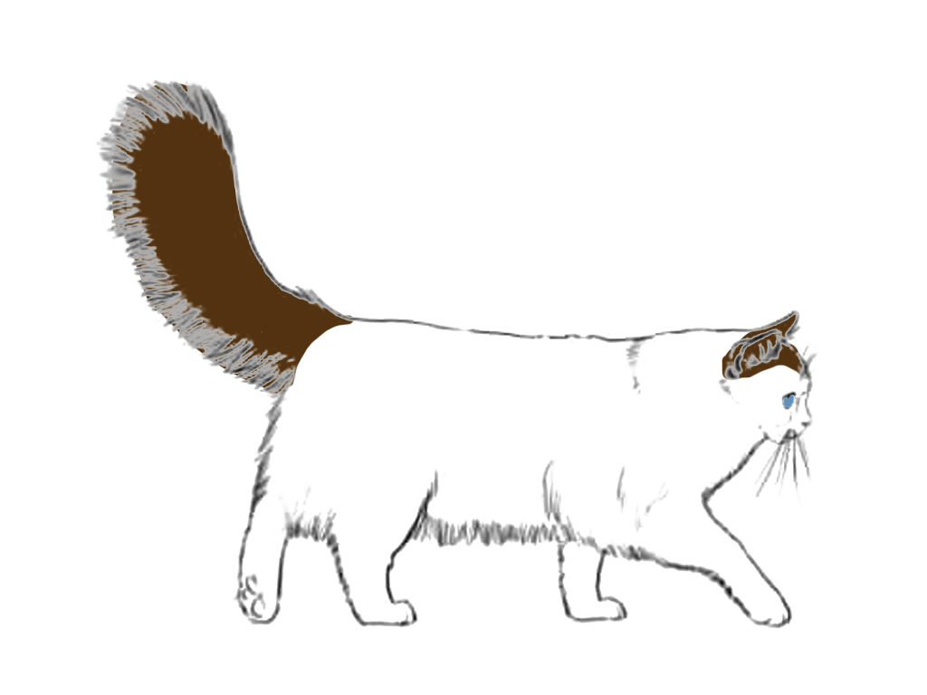 Les couleurs du ragdoll – La Plume Étoilée